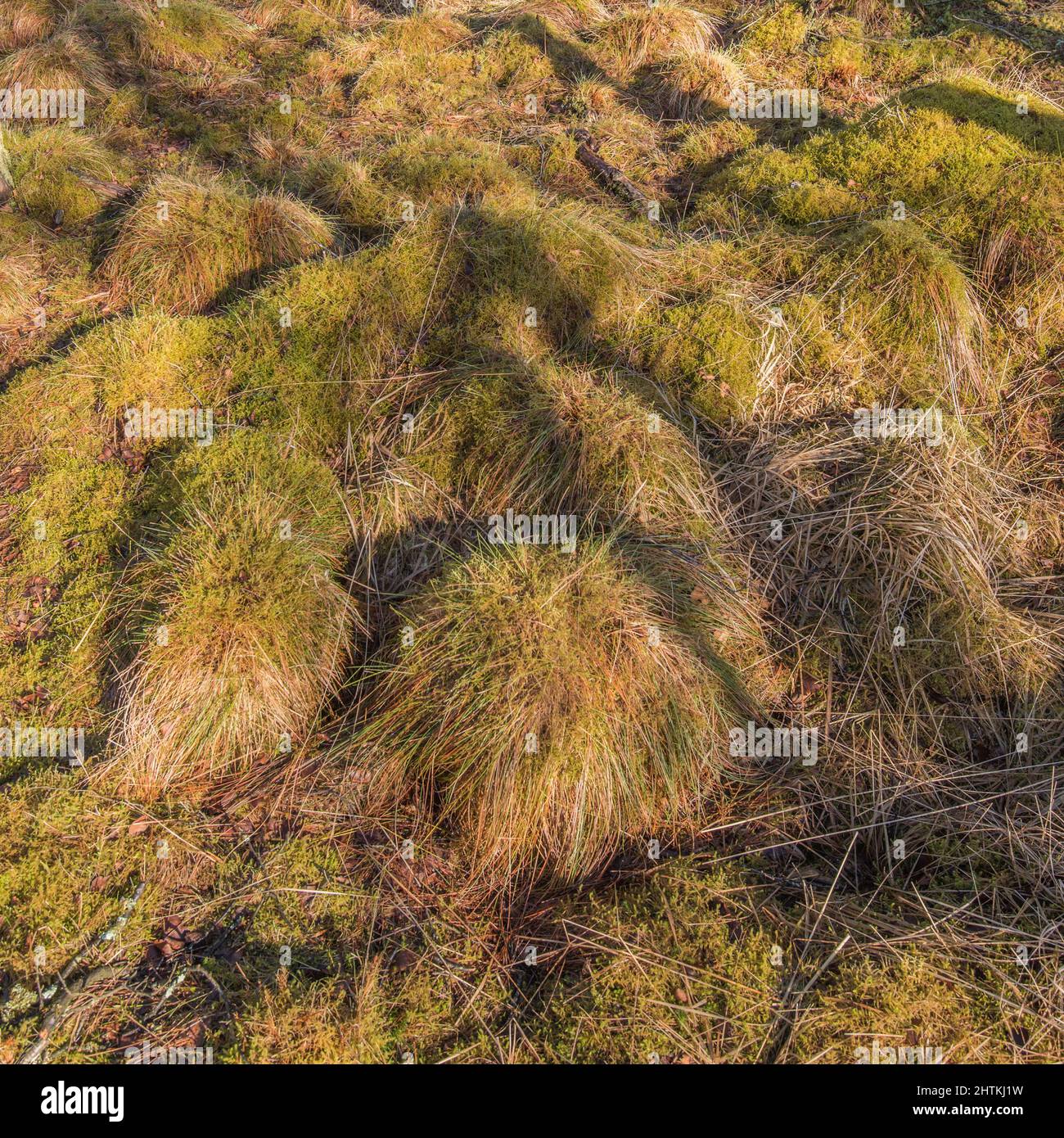 Winter dieback of vegetation at Tarn Moss, Malham Tarn Estate. A wet ...
