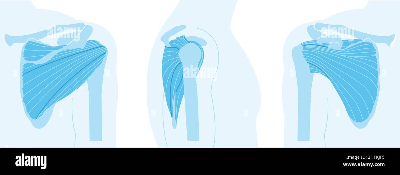 Shoulder Anatomy. Rotator Cuff Muscles. Blue Version Stock Photo - Alamy
