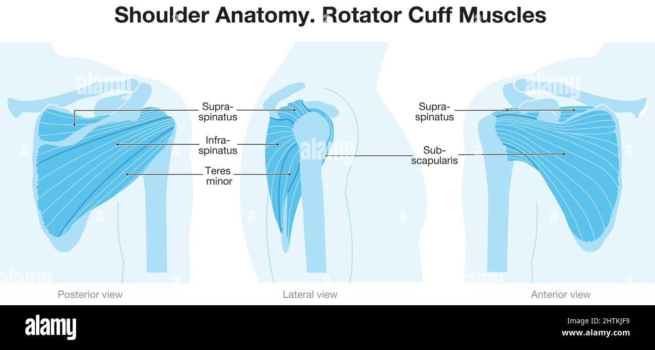 Shoulder Anatomy. Rotator Cuff Muscles. Blue Version. Labeled Stock ...