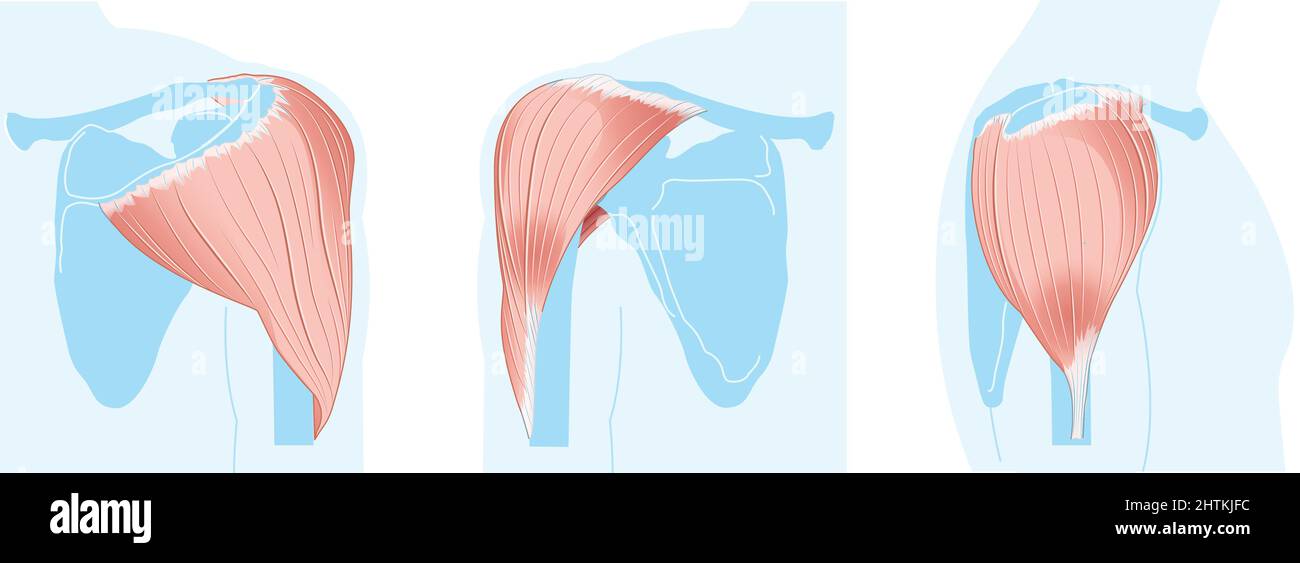 Deltoid muscle of the shoulder. Blue version Stock Photo - Alamy