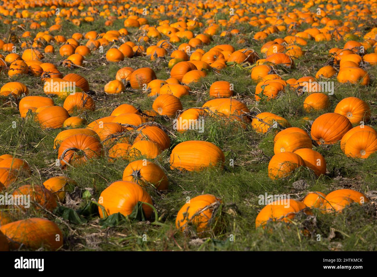Pumpkin picking in autumn hi-res stock photography and images - Alamy