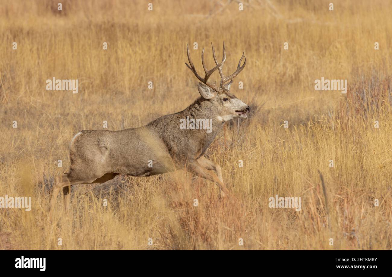 Buck Mule Deer During the Rut in Autumn in Colorado Stock Photo - Alamy