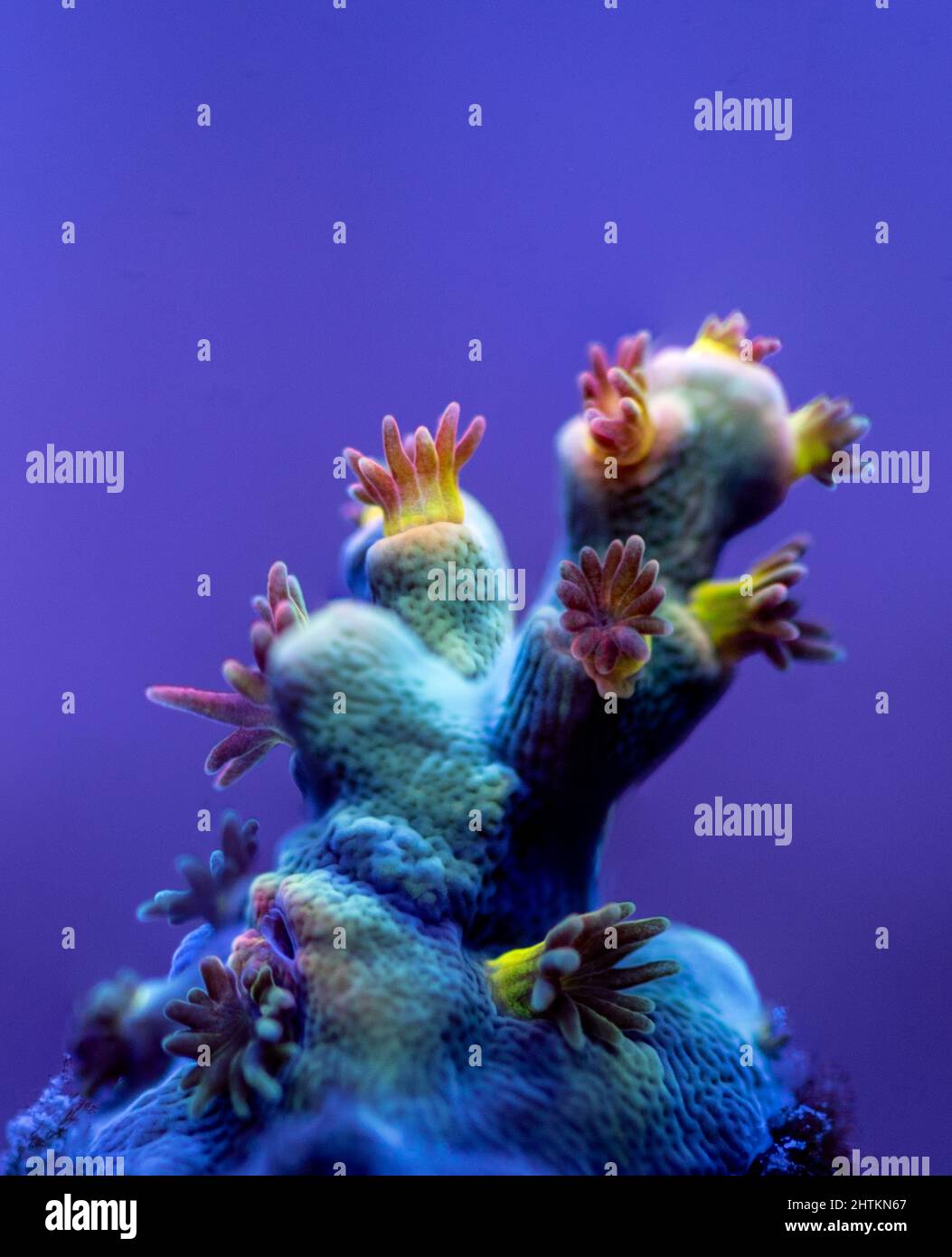 Sun polyps hi-res stock photography and images - Alamy