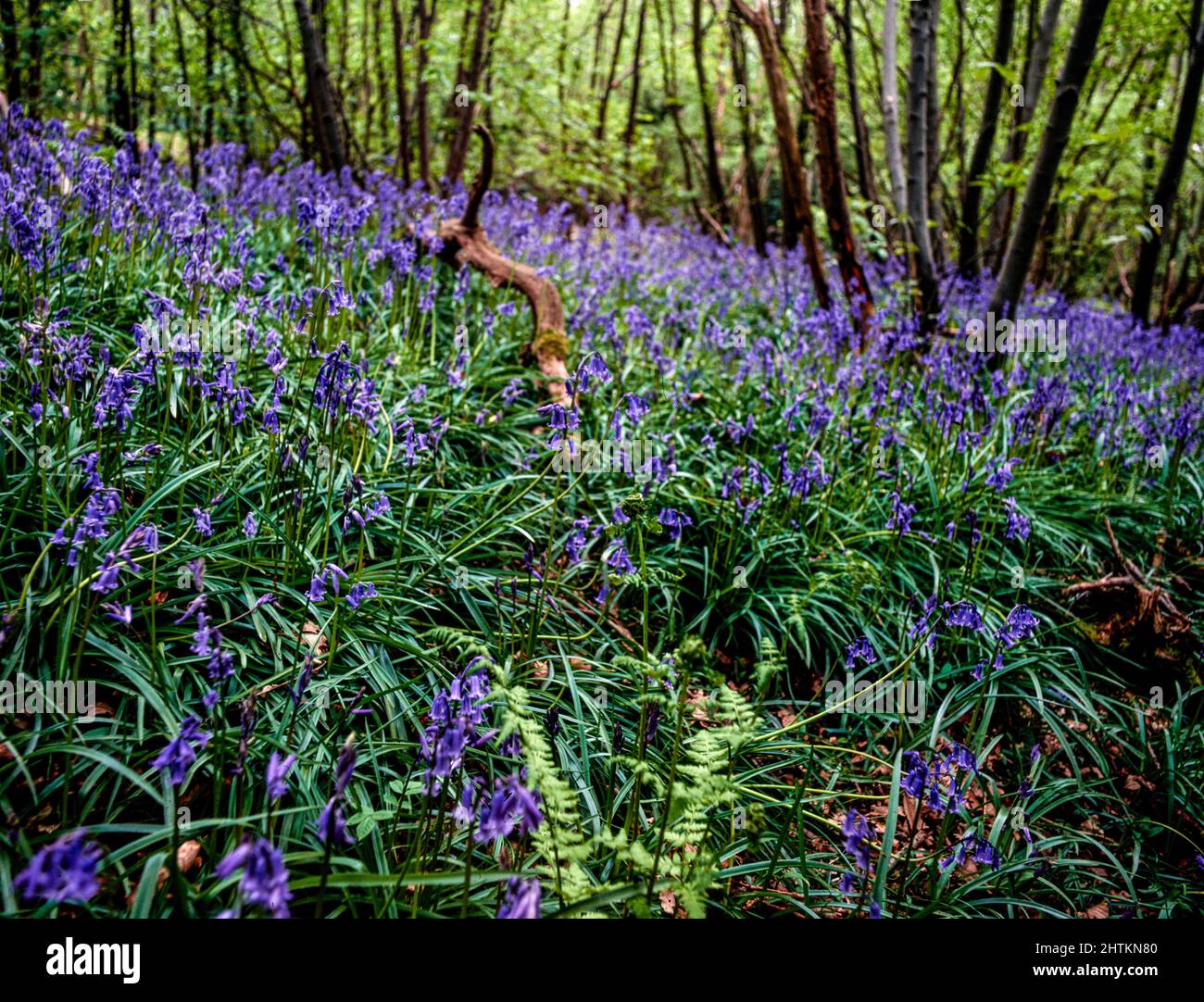 Stunning English Bluebell woods landscape in spring sunshine Stock ...