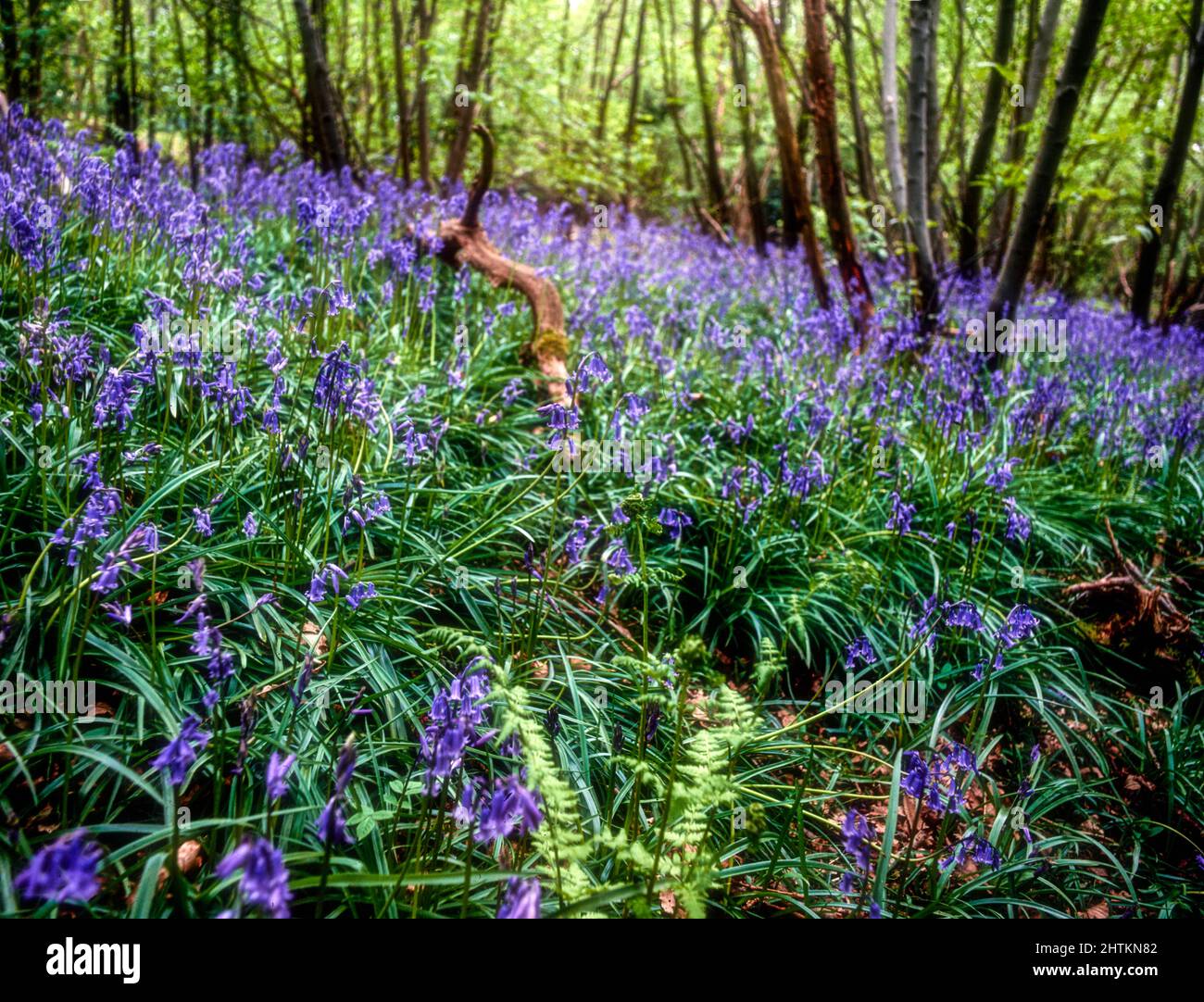 Stunning English Bluebell woods landscape in spring sunshine Stock ...