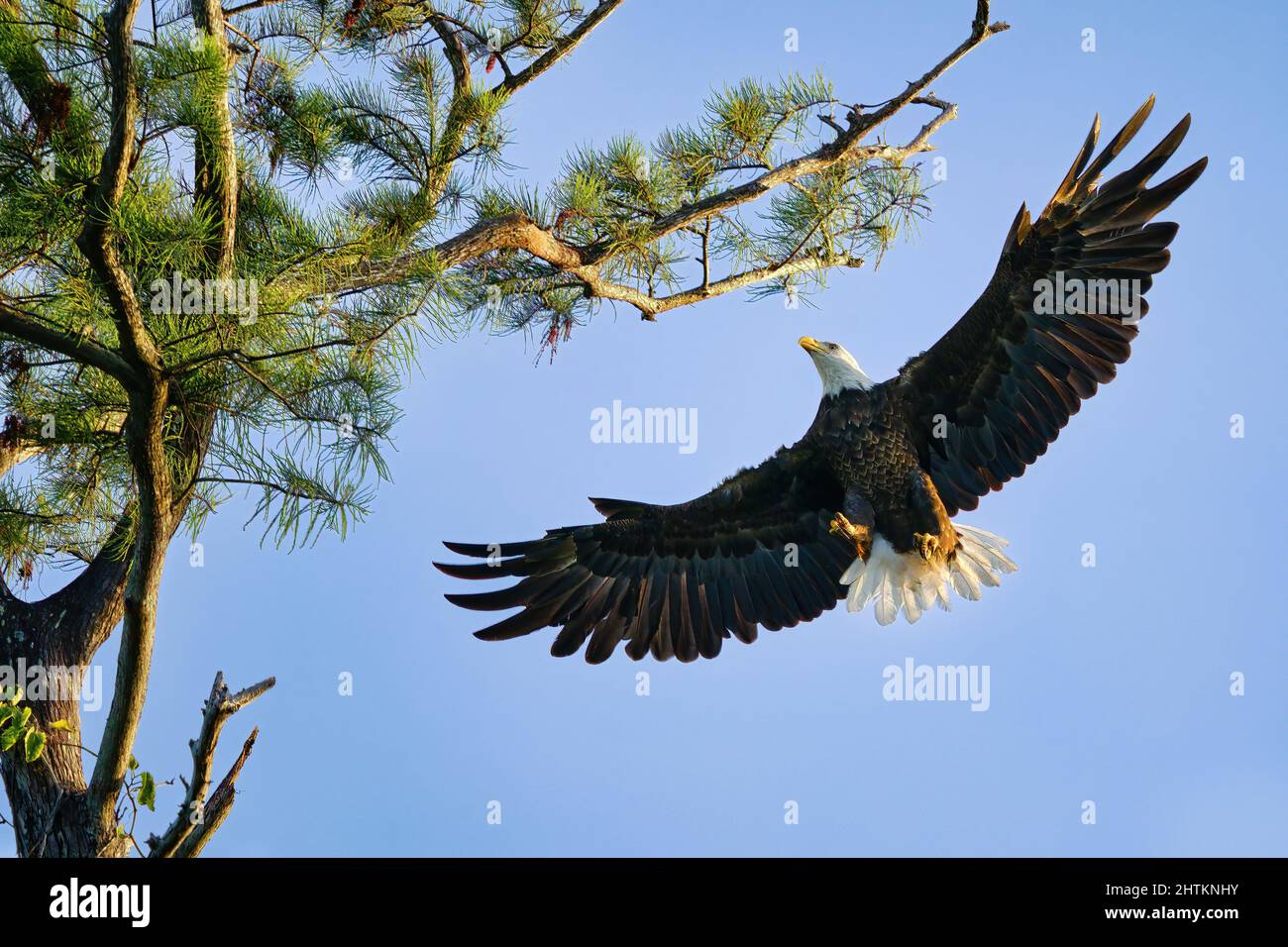 Bald eagle spreading its wings is preparing to sit on a branch of a ...