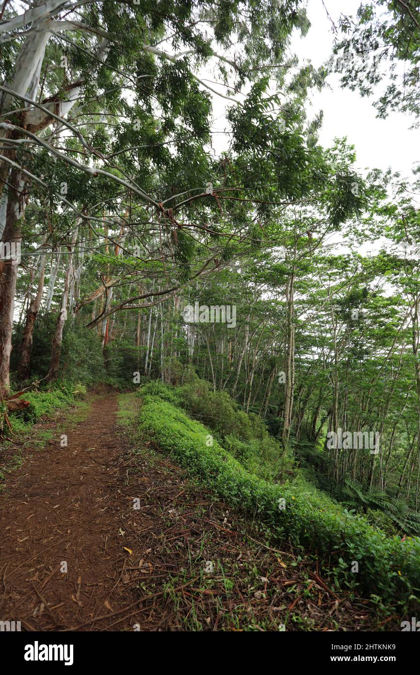 Rainforest kauai hi-res stock photography and images - Alamy
