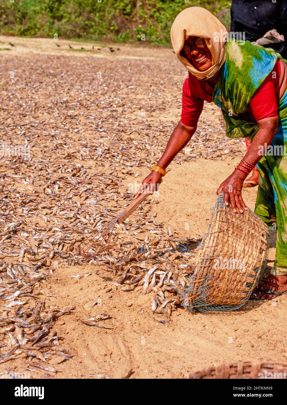 Fisheries drying protein hi-res stock photography and images - Alamy