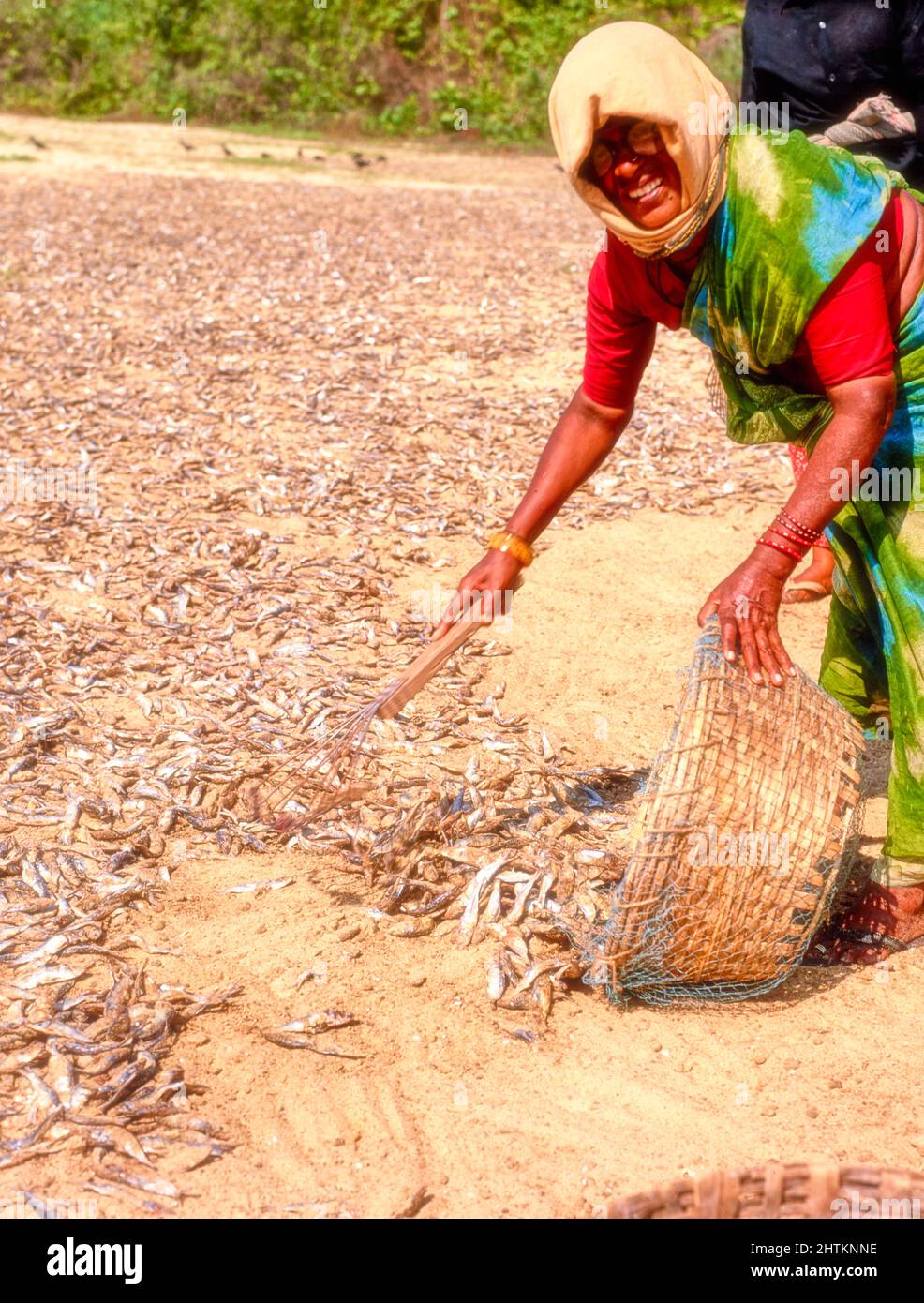 Fish factory india hi-res stock photography and images - Alamy