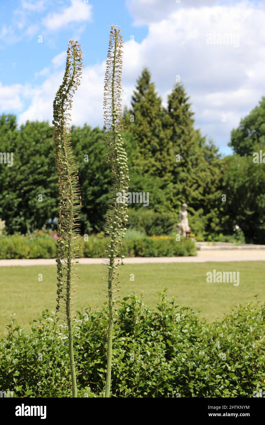 Two stalks of Azure Monkshood with seed pods growing in a botanical ...
