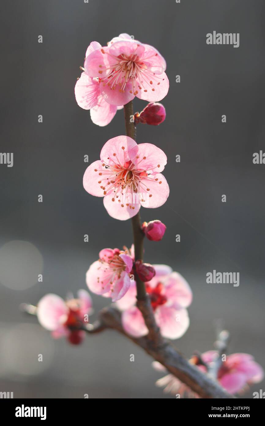 Japanese Plum Blossom, Pink Ume Blossom Stock Photo - Alamy