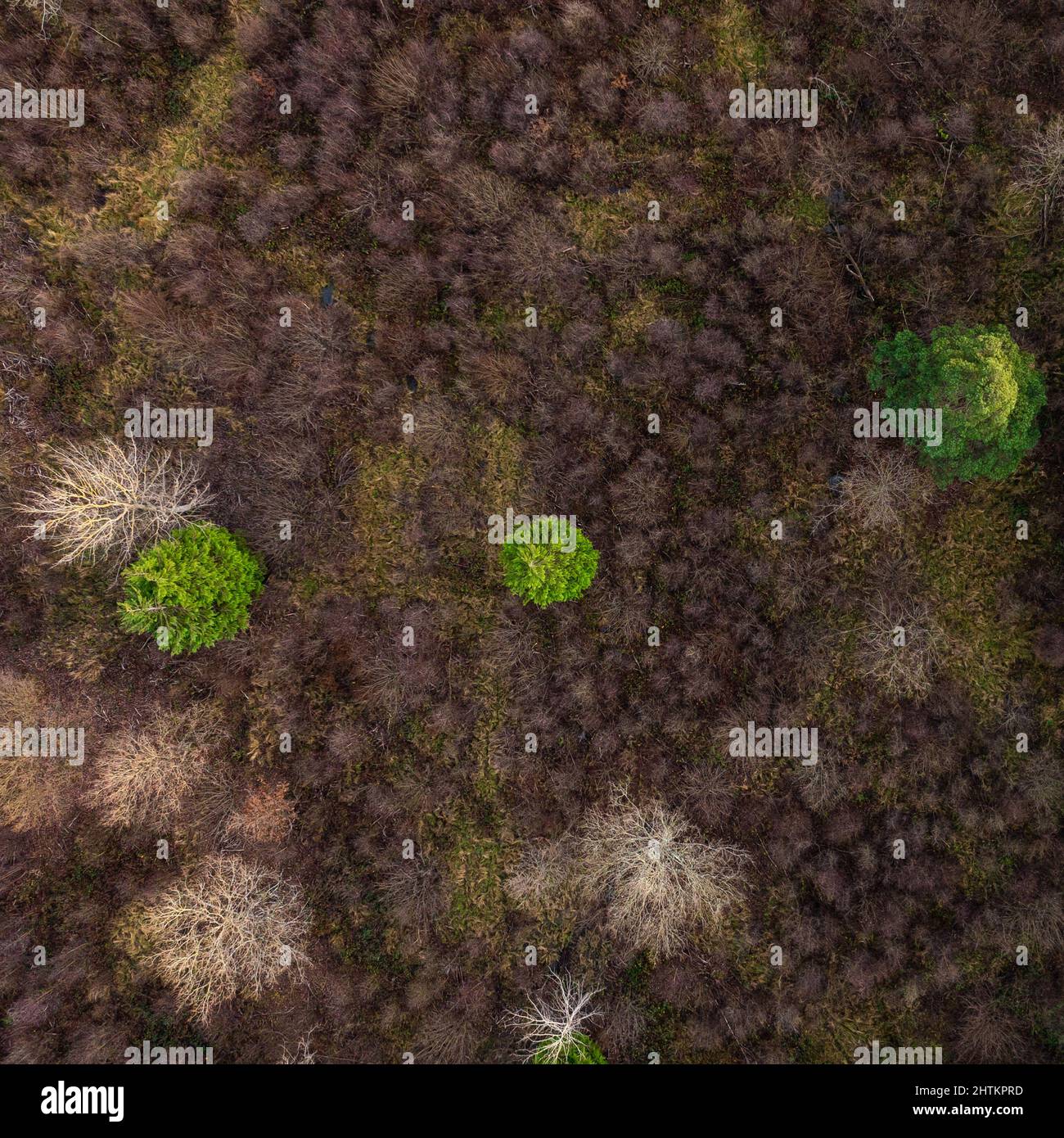 Aerial view of trees in the forest Stock Photo - Alamy