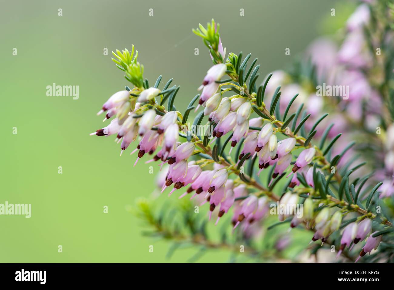 Macro shot of pink heather (calluna vulgaris) in bloom Stock Photo - Alamy