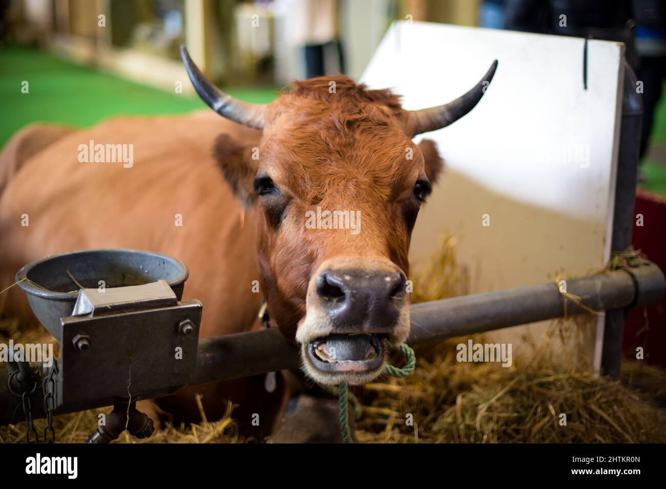cow in a box at the agricultural show in Paris Stock Photo - Alamy