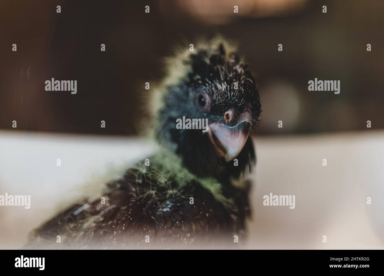 Fluffy cockatoo hi-res stock photography and images - Alamy