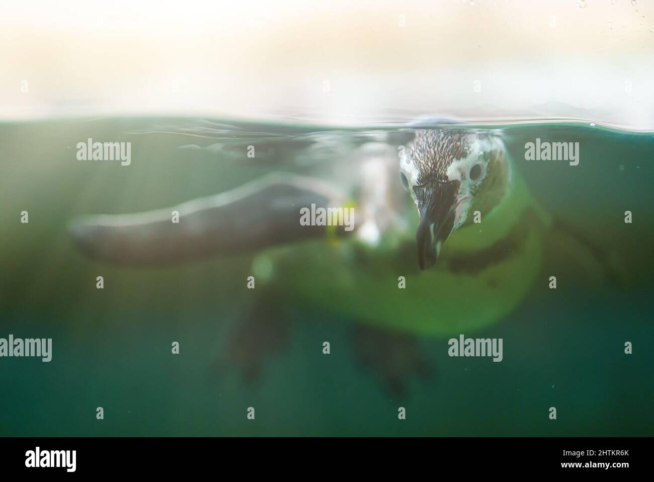 African penguin swimming in national zoo Stock Photo - Alamy