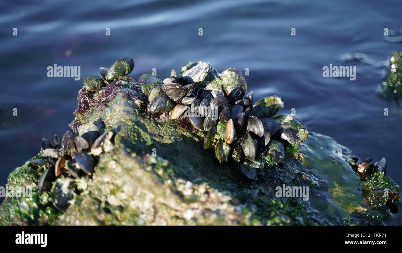 Growing mussels hi-res stock photography and images - Alamy