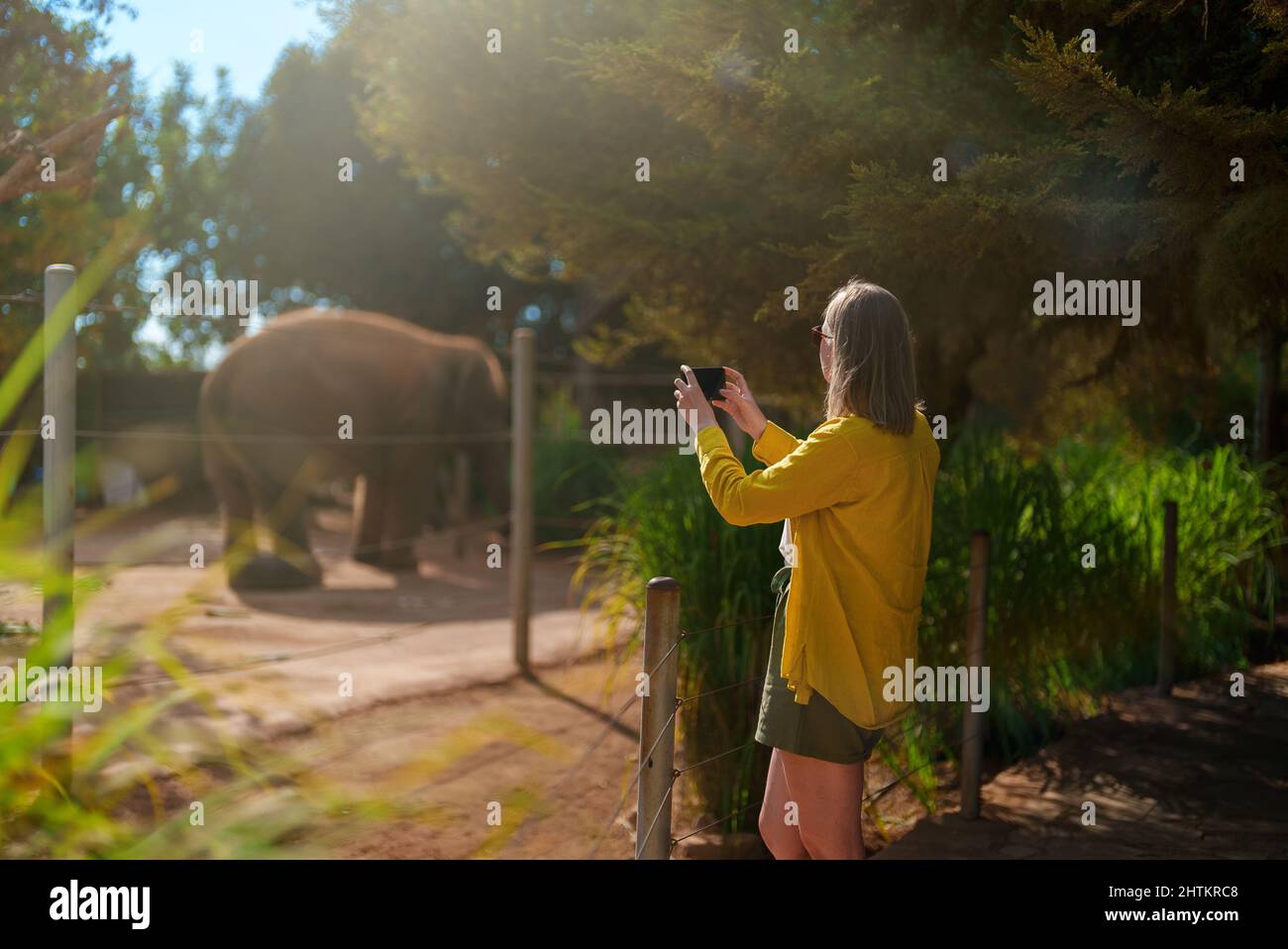 Woman photographing elephant in national zoo Stock Photo - Alamy