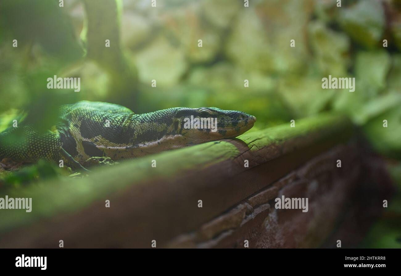 Monitor lizard in the national zoo Stock Photo - Alamy