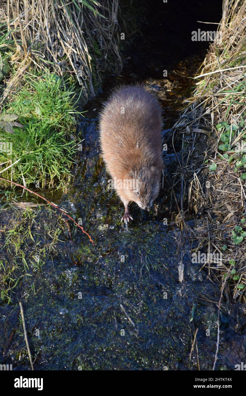 a Muskrat comes out of an overgrown Sewer pipe Stock Photo - Alamy