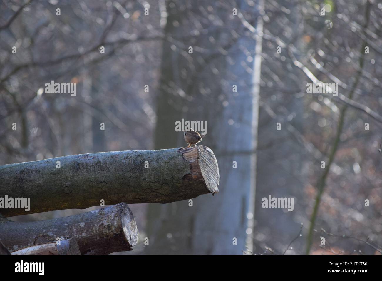 Wooden balance beam in hi-res stock photography and images - Alamy