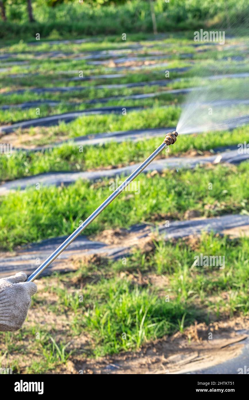Hand holding spraying insecticide in plantation, using chemical ...