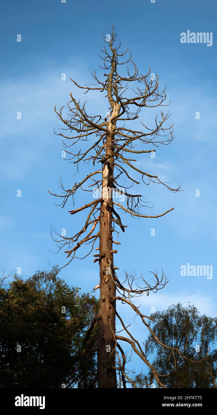 Tree deadwood hi-res stock photography and images - Alamy