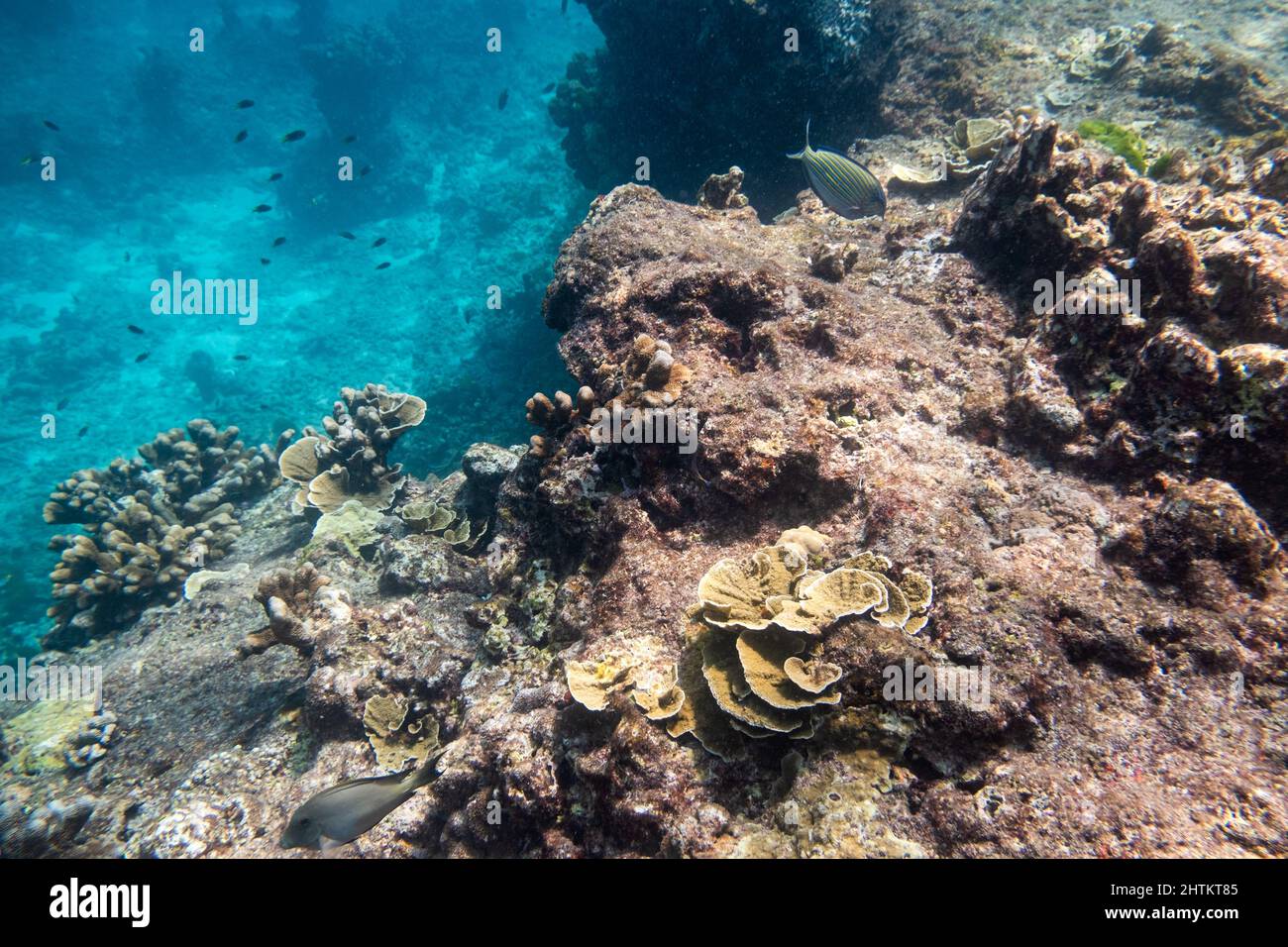 Snorkeling watching school fish swimming on coral reefs under the ...