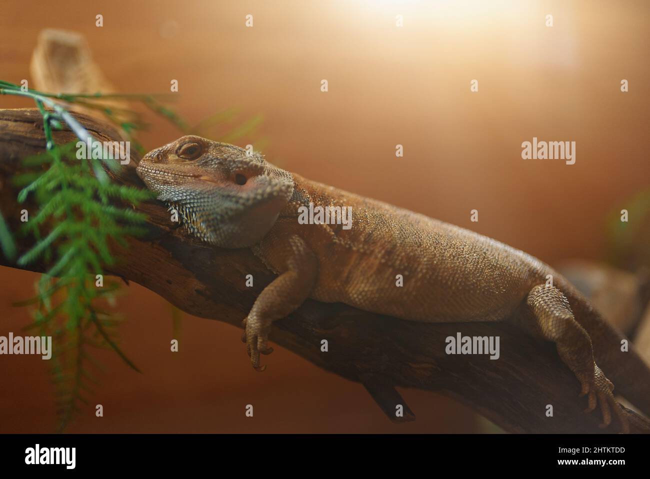 Bearded dragon or pogona lizard resting Stock Photo - Alamy