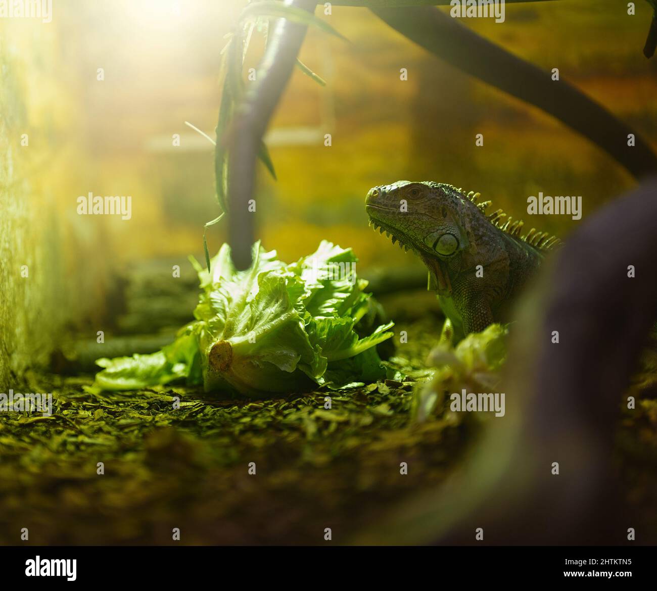 Iguana in the zoo hi-res stock photography and images - Alamy