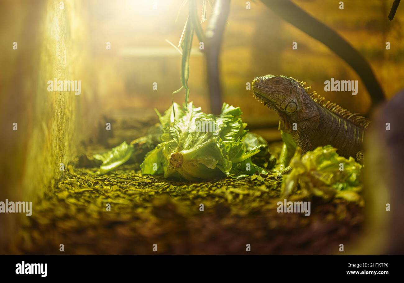 Iguana in the zoo hi-res stock photography and images - Alamy