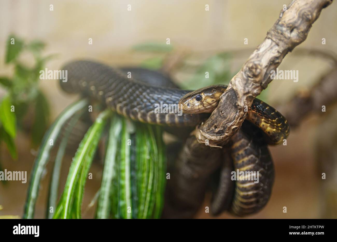 Snake resting on the tree branch in the zoo Stock Photo - Alamy