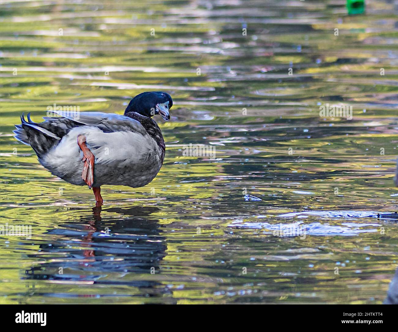 Dancing goose hi-res stock photography and images - Alamy
