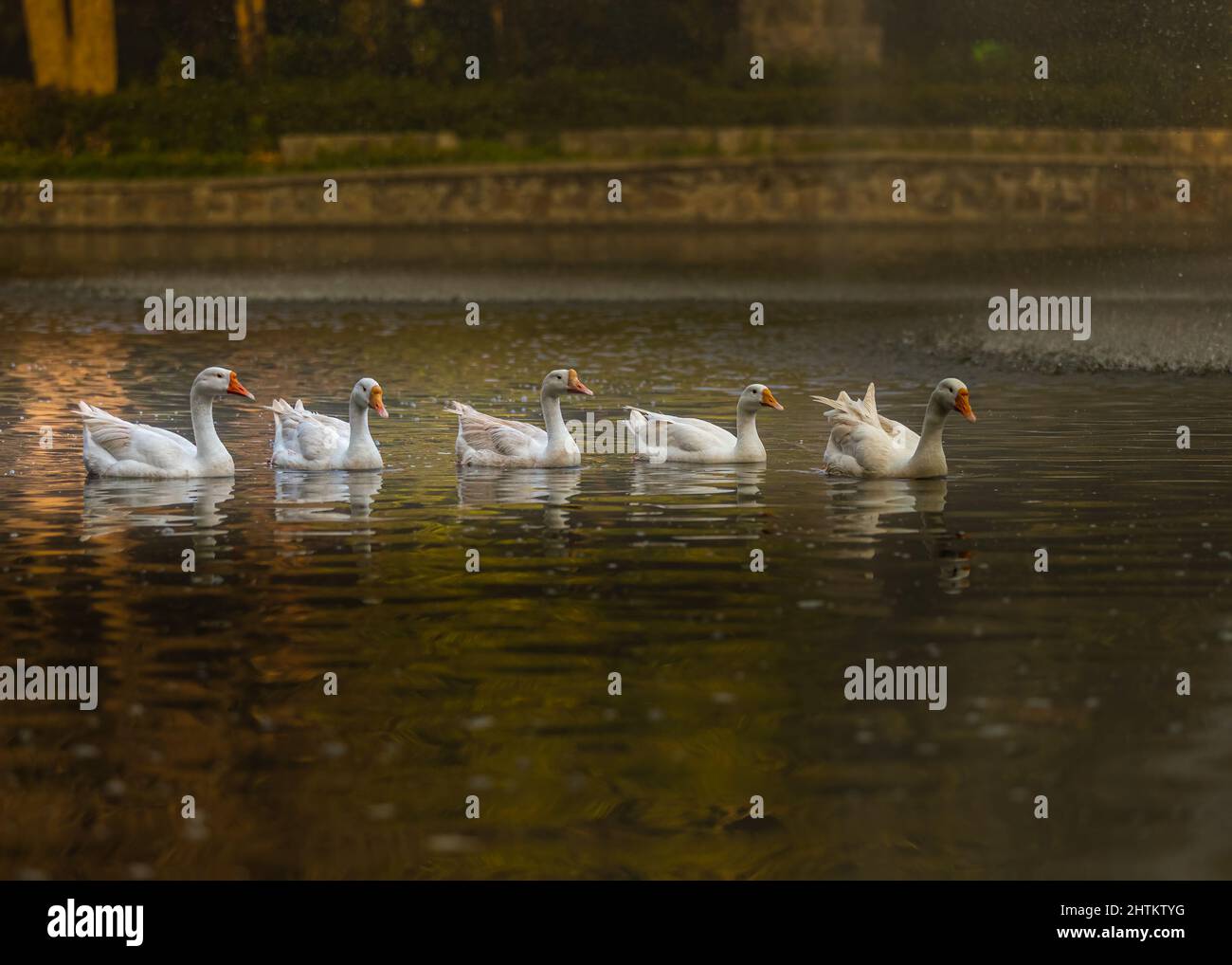 Five domestic goose swimming in lake Stock Photo - Alamy