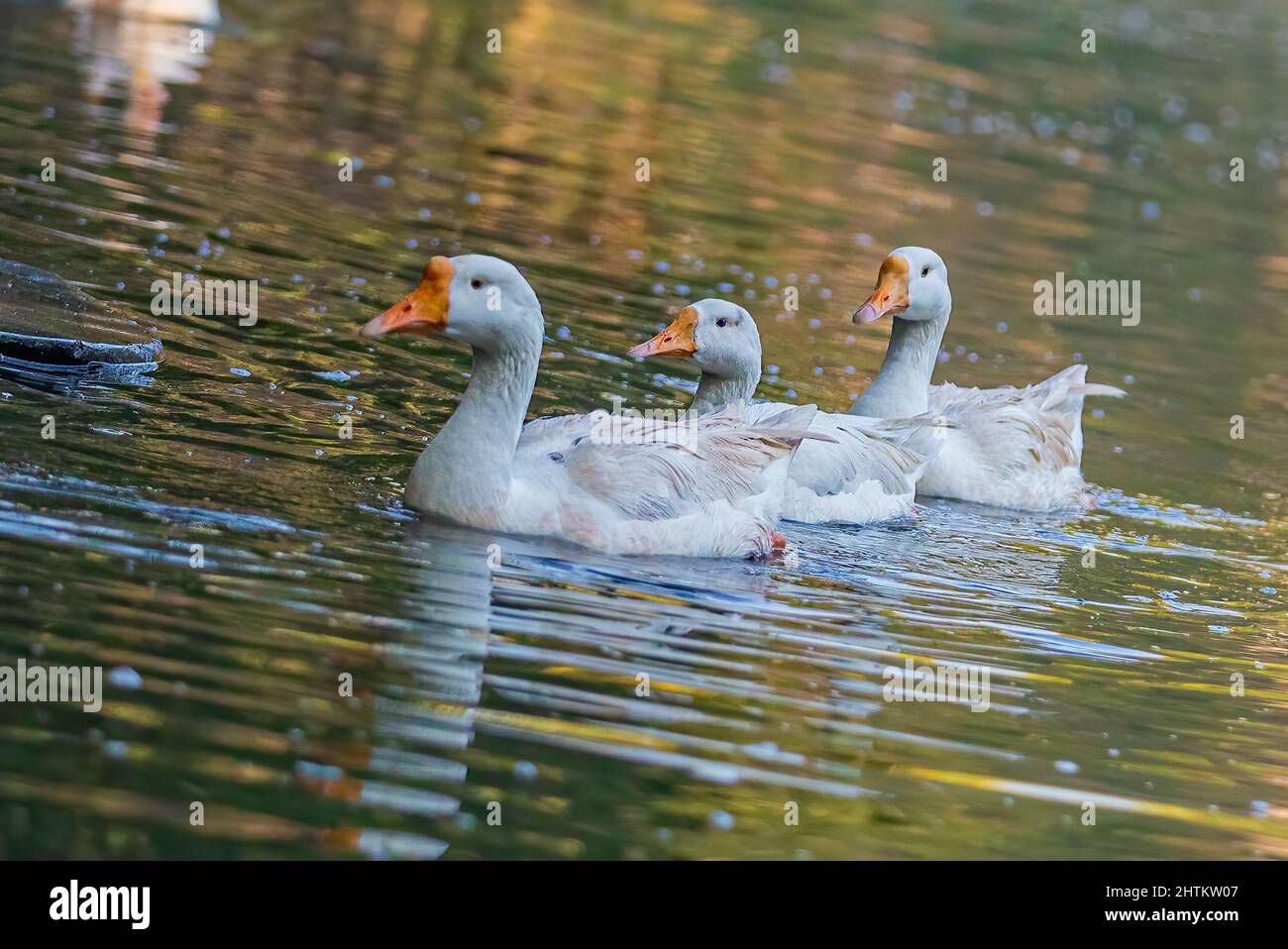 Three domestic goose in lake Stock Photo - Alamy