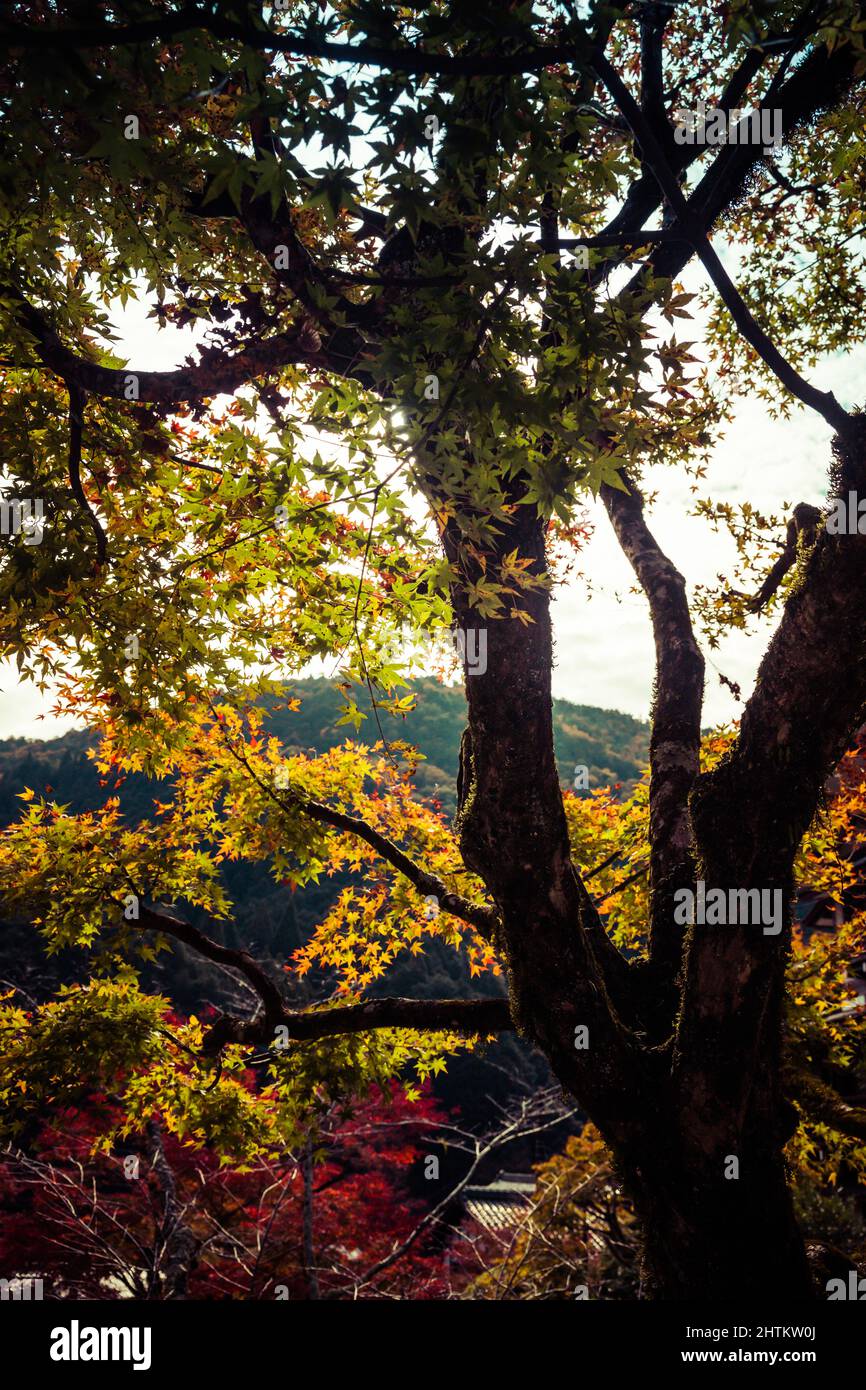 Colorful Japanese maple trees in brilliant autumn colors in a forest ...