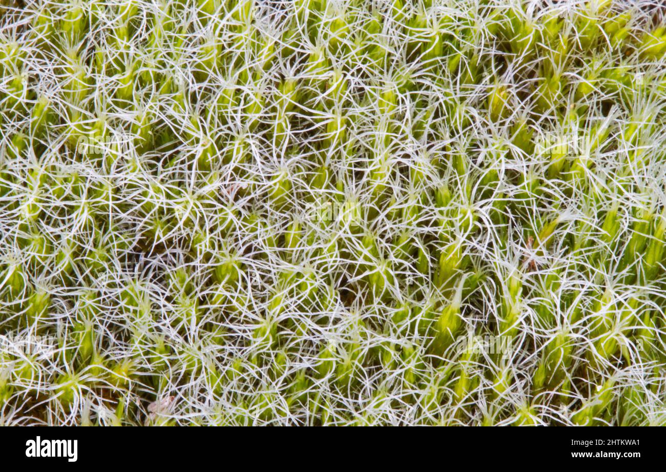 Discover the Enchanting World of Campylopus Moss: A Natural Marvel ...