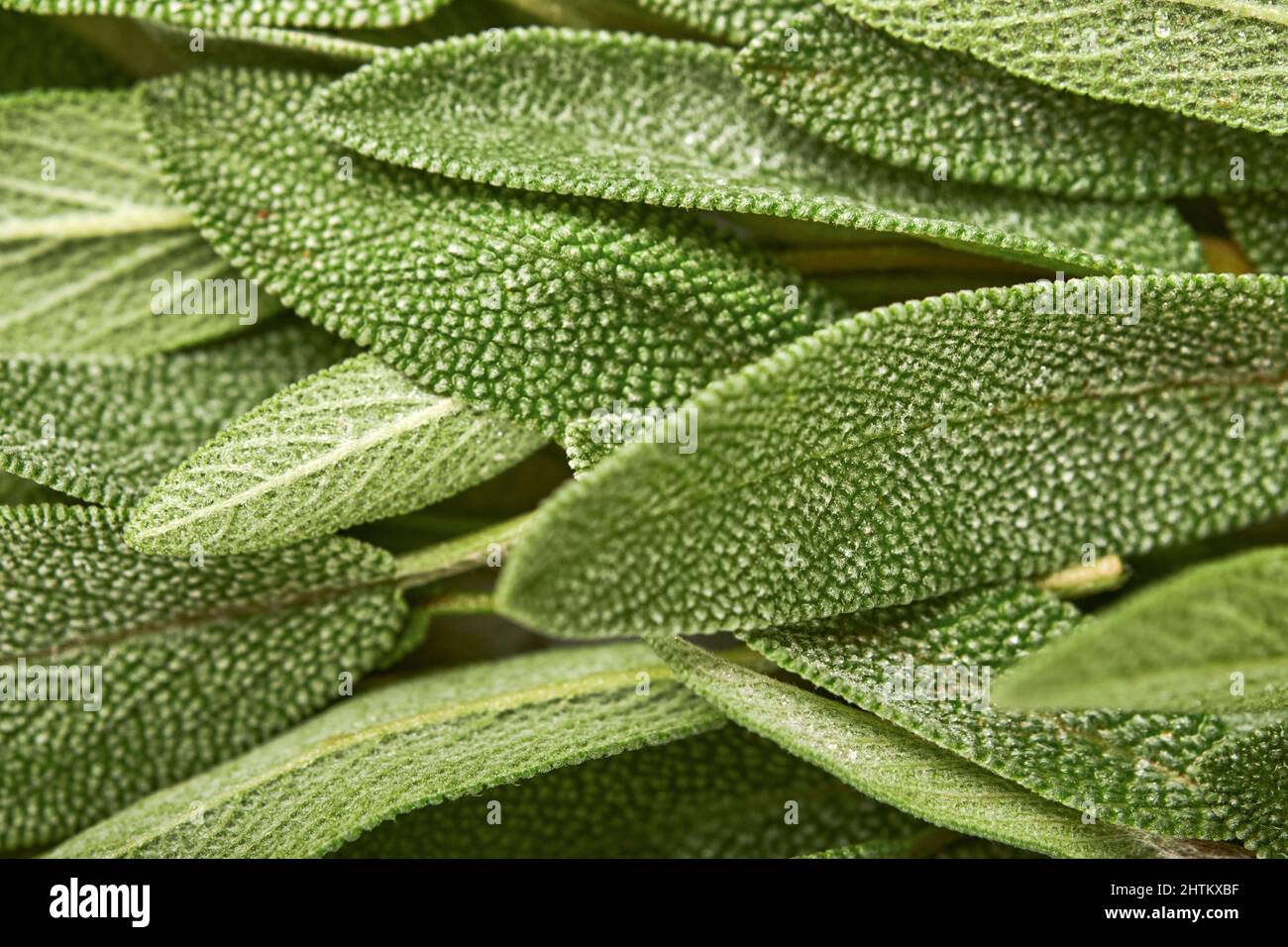 Sage. Bunch of fresh green leaves. Herb sage abstract texture ...