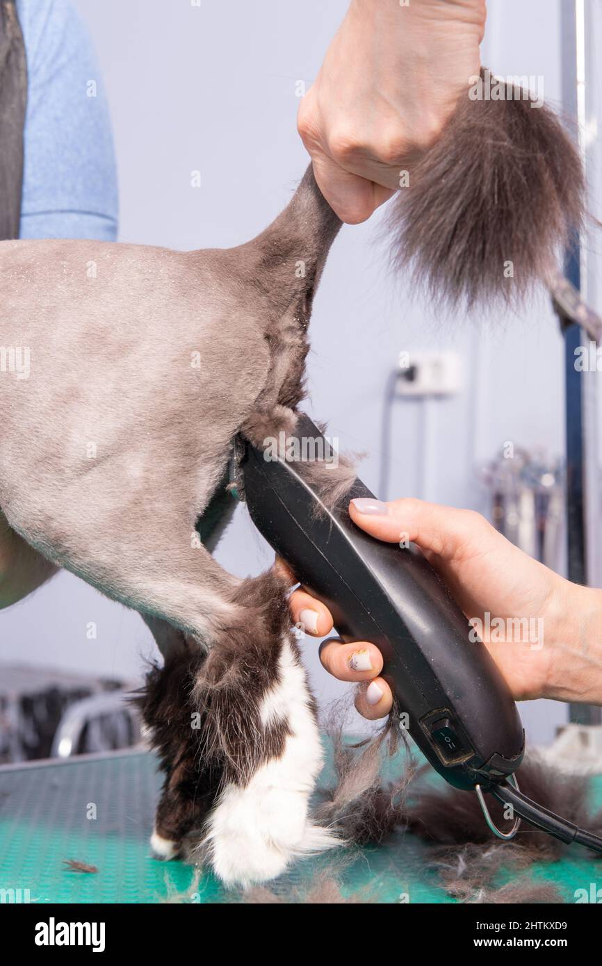 Cat grooming in pet beauty salon. The barber uses a trimmer to trim the ...
