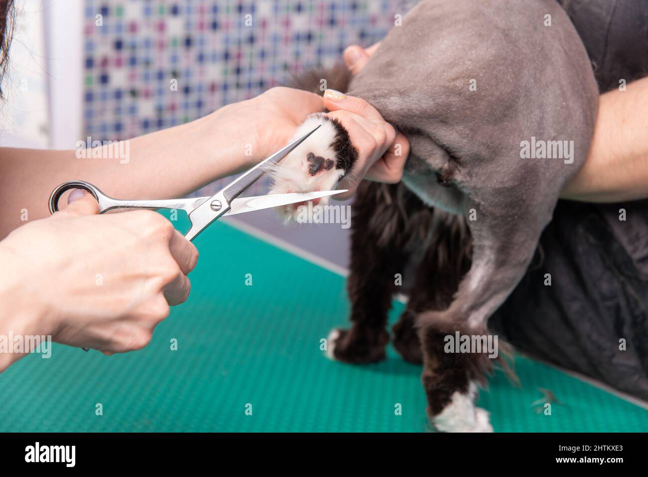 Cat grooming in pet beauty salon. The barber uses a trimmer to trim the ...