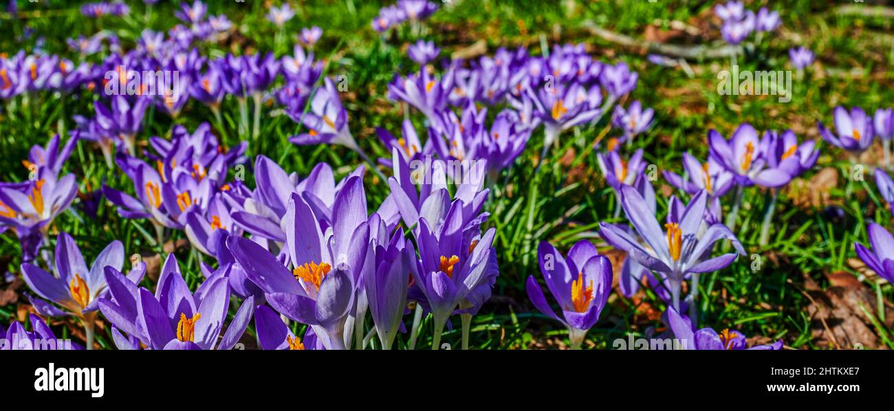 Blossoms of crocuses (Colchicum Autumnale) on a meadow in the sunshine ...