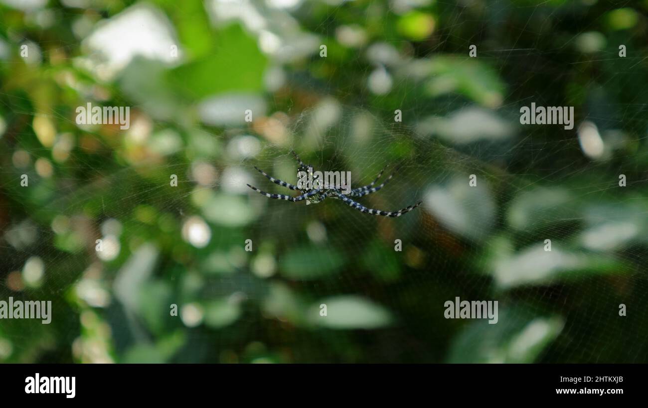 A blue color spider with a horn shaped growth on abdomen is feeding ...