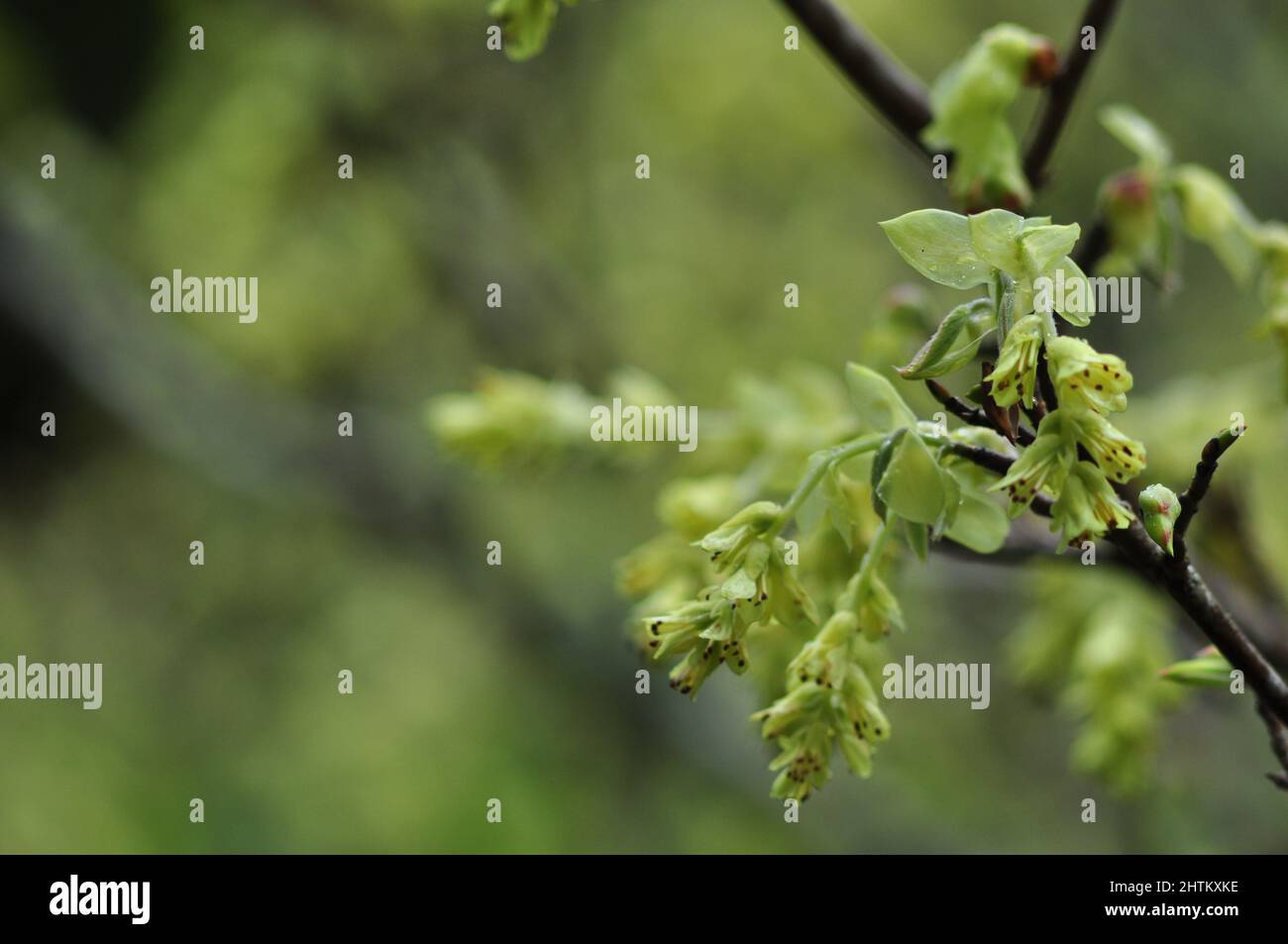 Selective focus shot of blooming tree branch with green flowers Stock ...