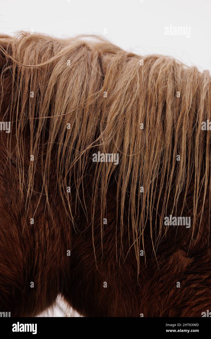 Vertical closeup of a brown horse's neck against a blurry background ...