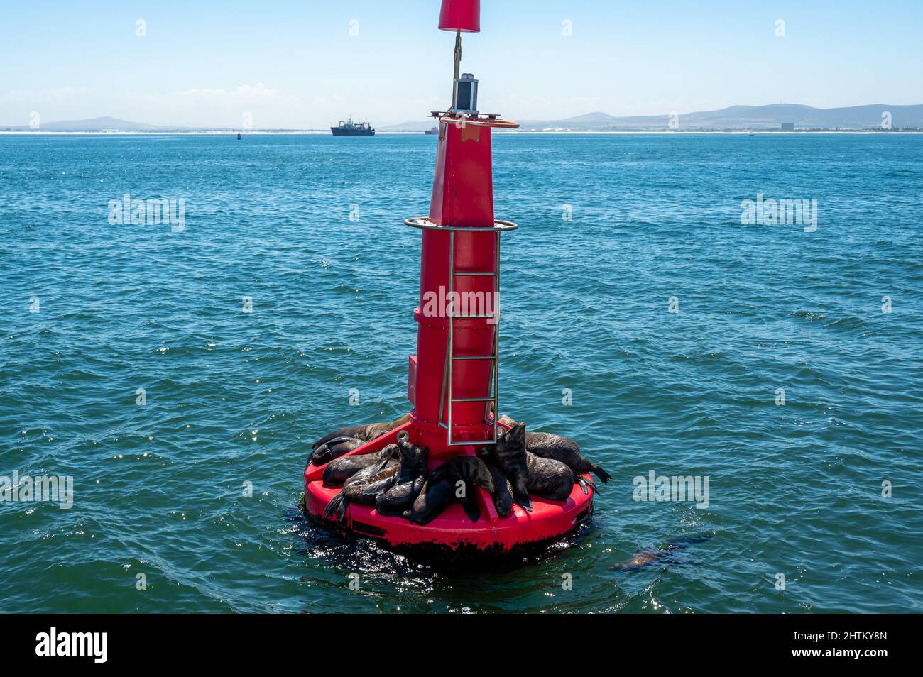 Sea lions lying on the red channel marker buoy and seagull sitting on ...