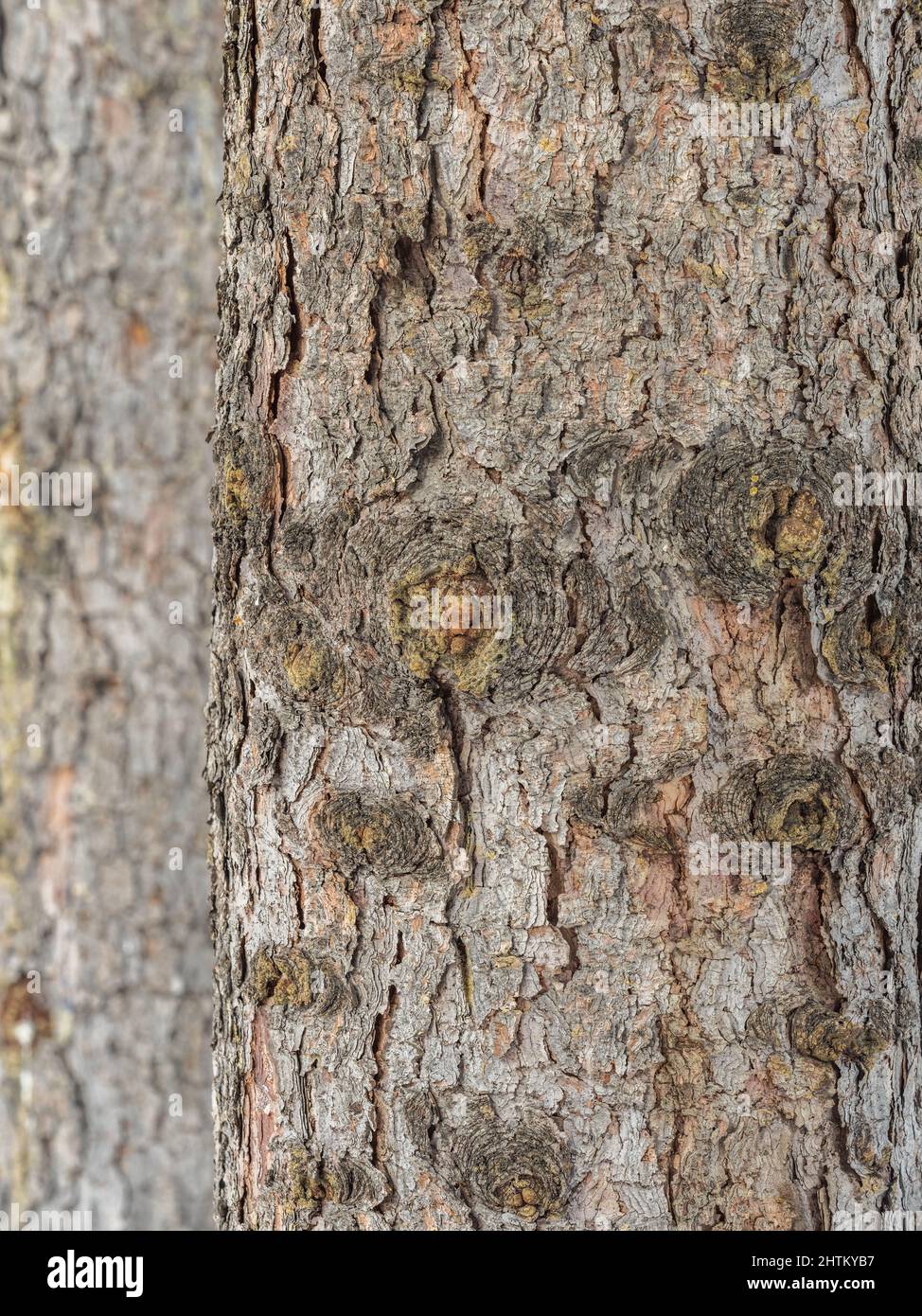 Bark texture and background of a old fir tree trunk. Detailed bark ...