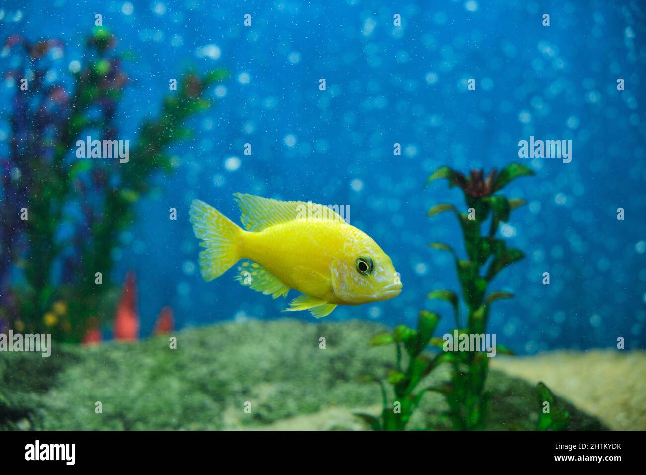 Yellow aquarium cichlid fish in an aquarium with bubbles on the ...
