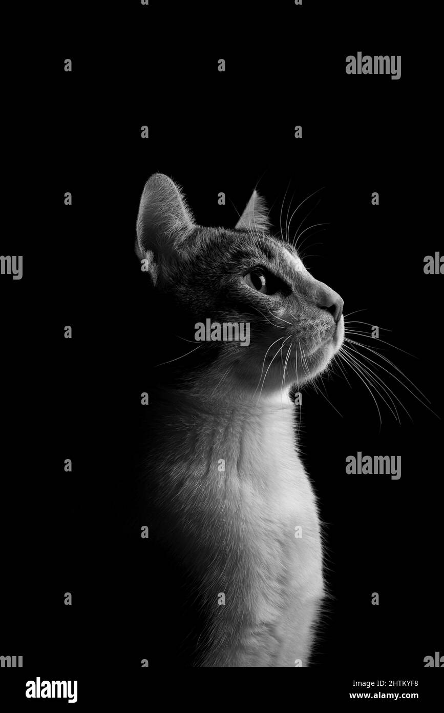 Vertical grayscale of the cat looking away on the black background ...