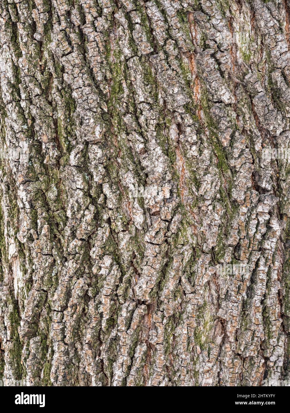 Texture of embossed bark of an old maple. Texture of the bark of old ...