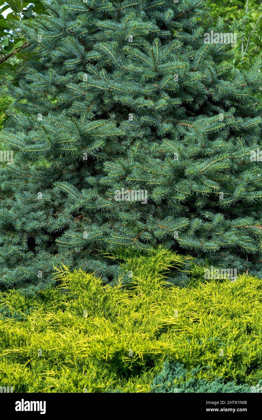 Beautiful evergreen ornamental trees in the garden create a beautiful ...